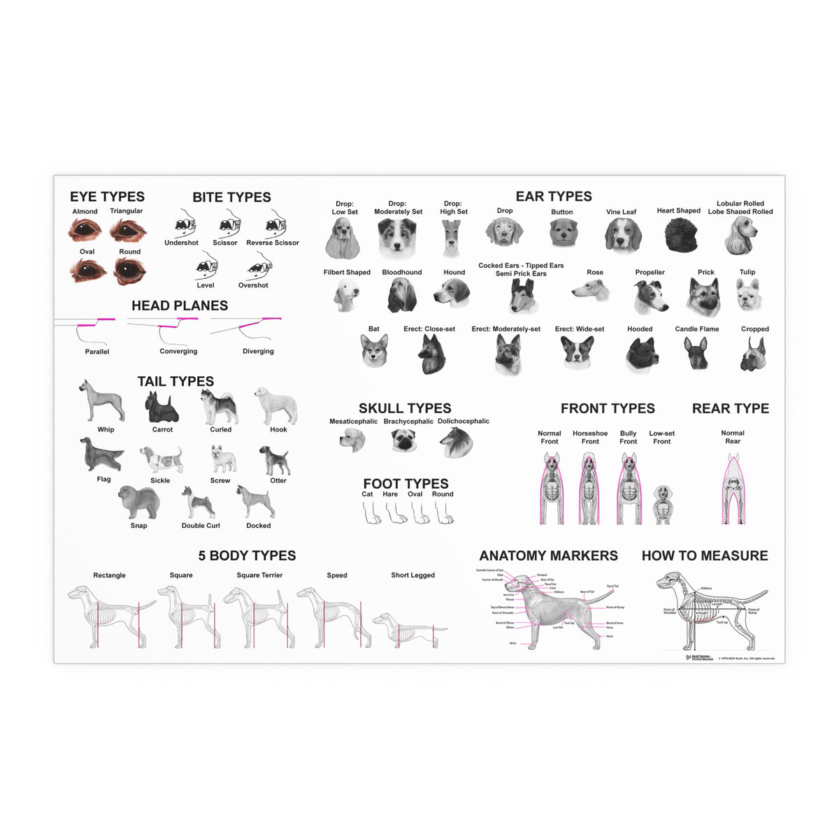 Canine Structure Chart – The Nash Collection